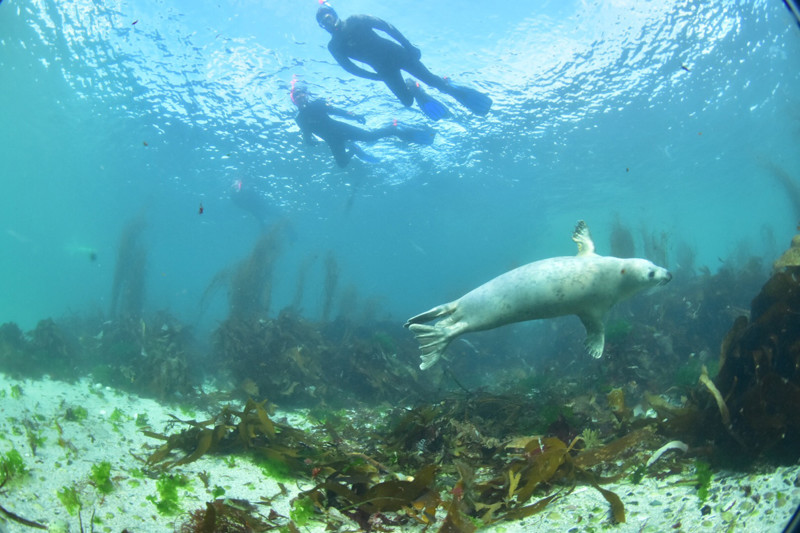 Snorkelling in Scotland | Wild About Argyll