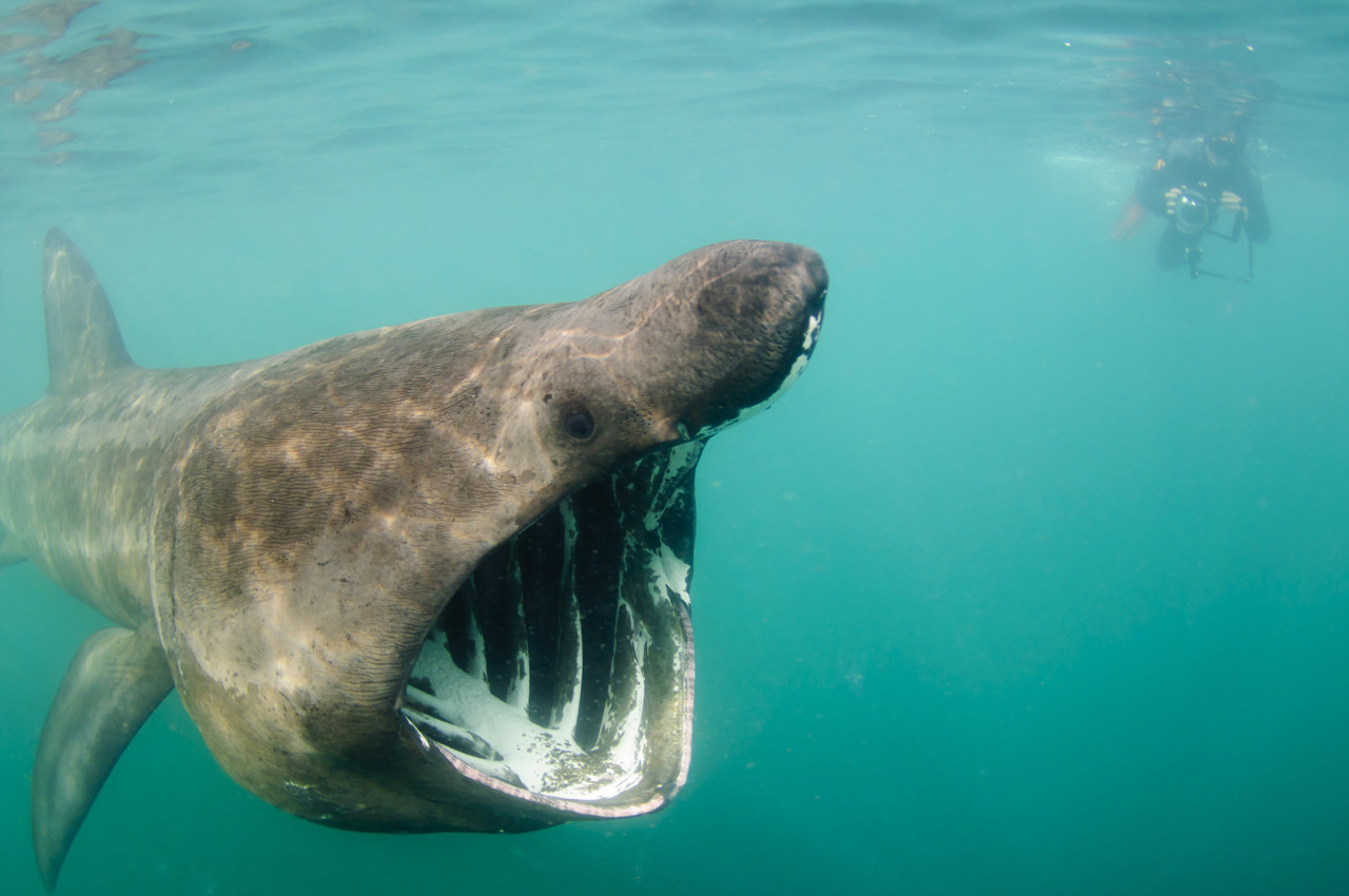 Basking Sharks: where to see them and when?