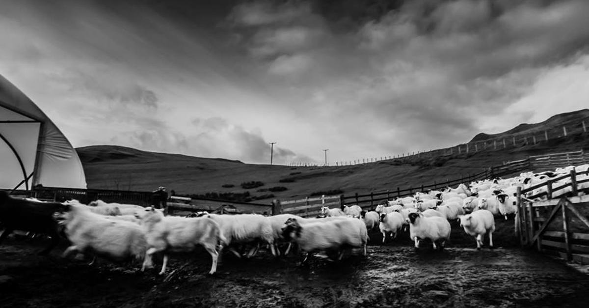 Balliemore Farm | Farm Produce | Wild About Argyll