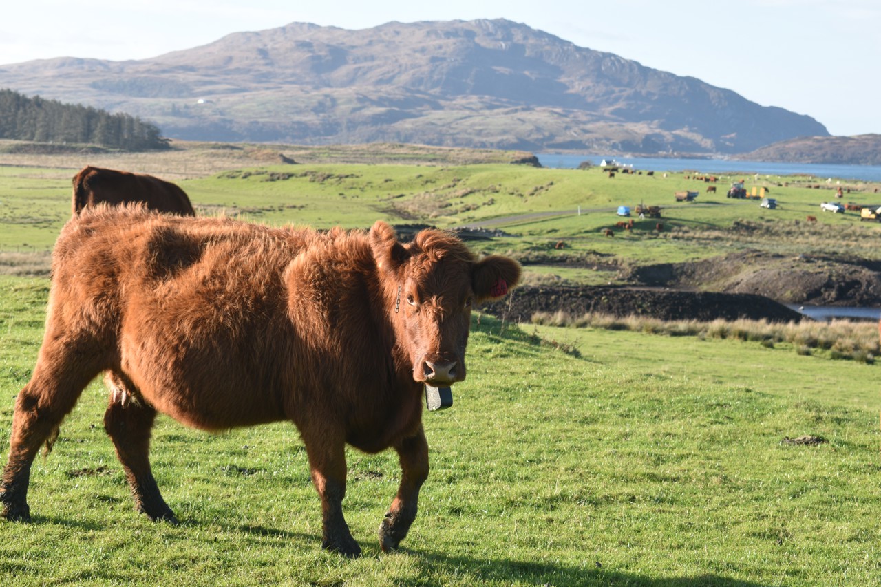 Visit Luing near Oban | Argyll & the Isles