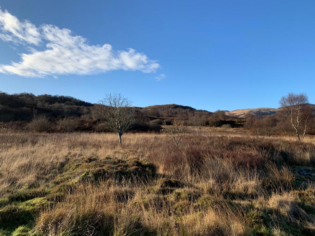 Bute Forest | Isle of Bute | Wild About Argyll
