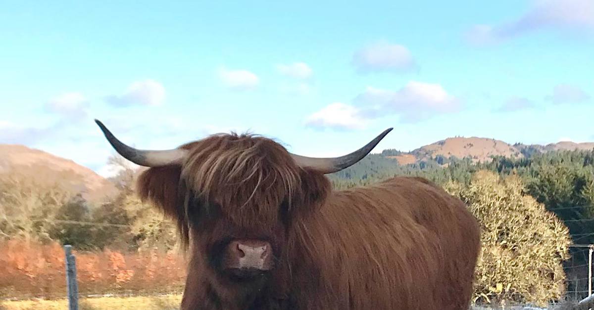 Highland Fold Ice Cream | Wild About Argyll