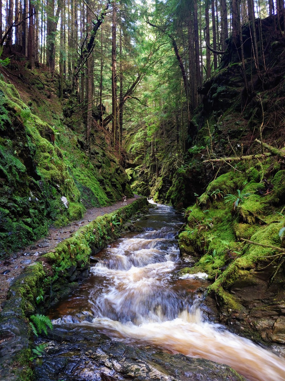 Where to Spot Cowal's Wildlife | Wild About Argyll
