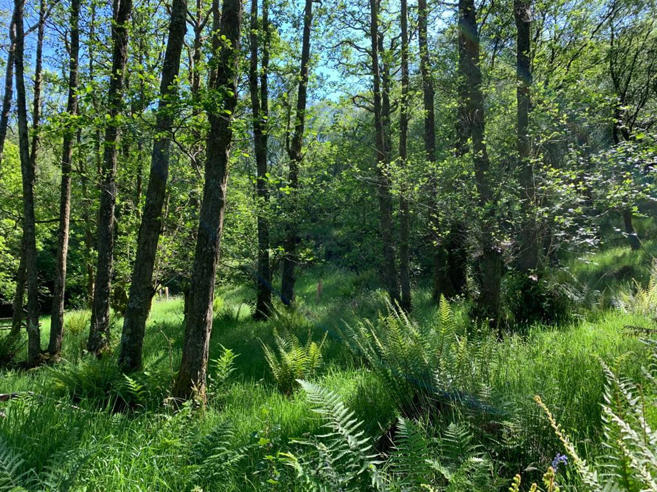 Bute Forest | Isle of Bute | Wild About Argyll