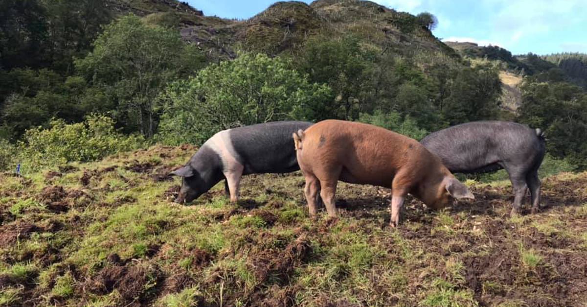 The Wee Pig Company | Food from Argyll | Wild About Argyll