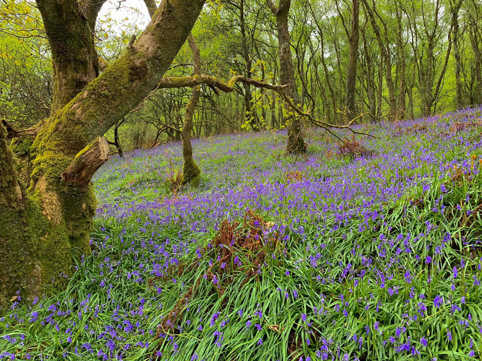 Bute Forest | Isle of Bute | Wild About Argyll