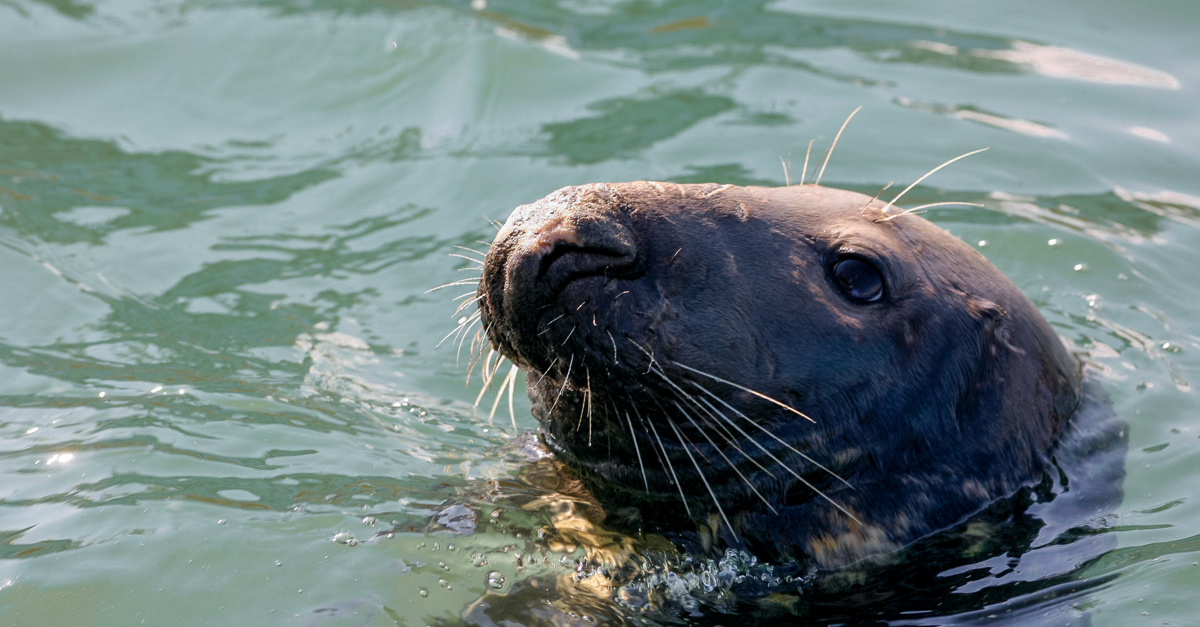 8 Wonderful Walks to Spot Wildlife in Cowal | Argyll & the Isles